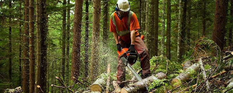 Trusted Loggers for Union County PA | A.M. Logging